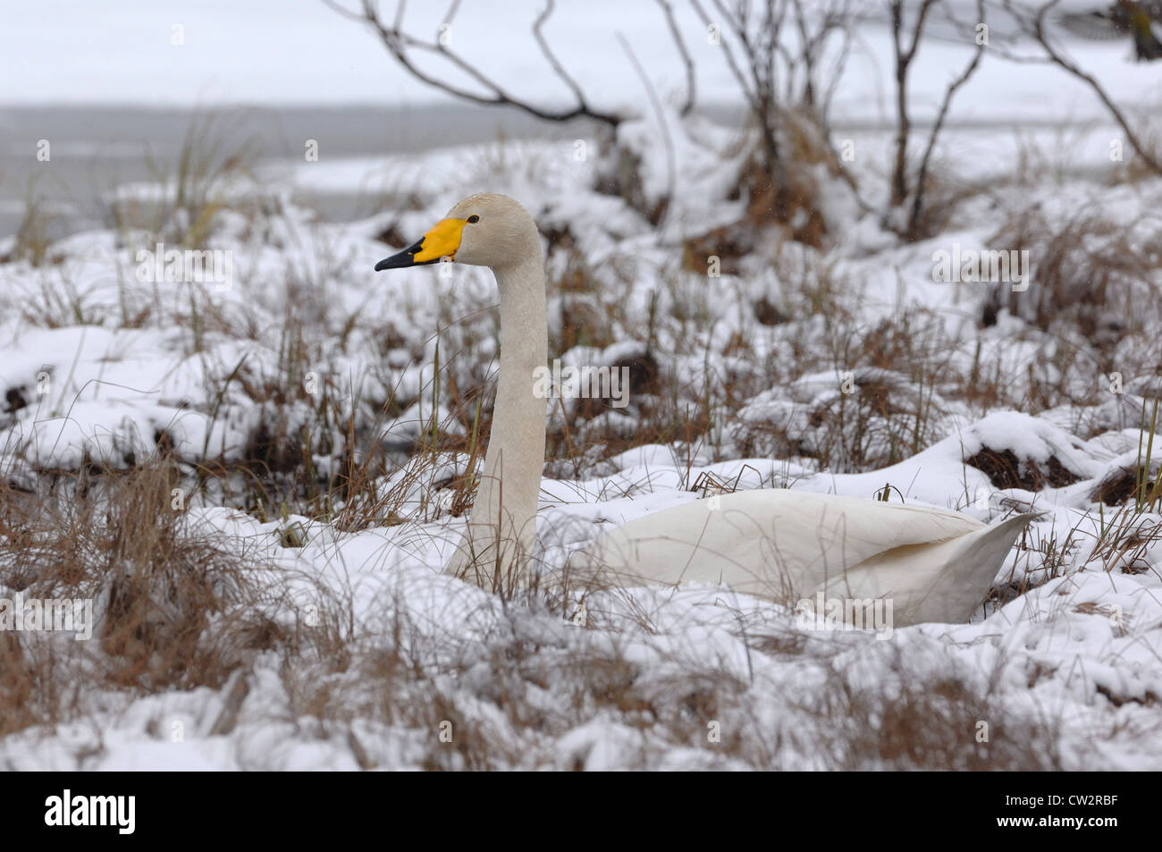 whooper swan (Cygnus cygnus )in the finnish tundra, Kuusamo, Finland ...