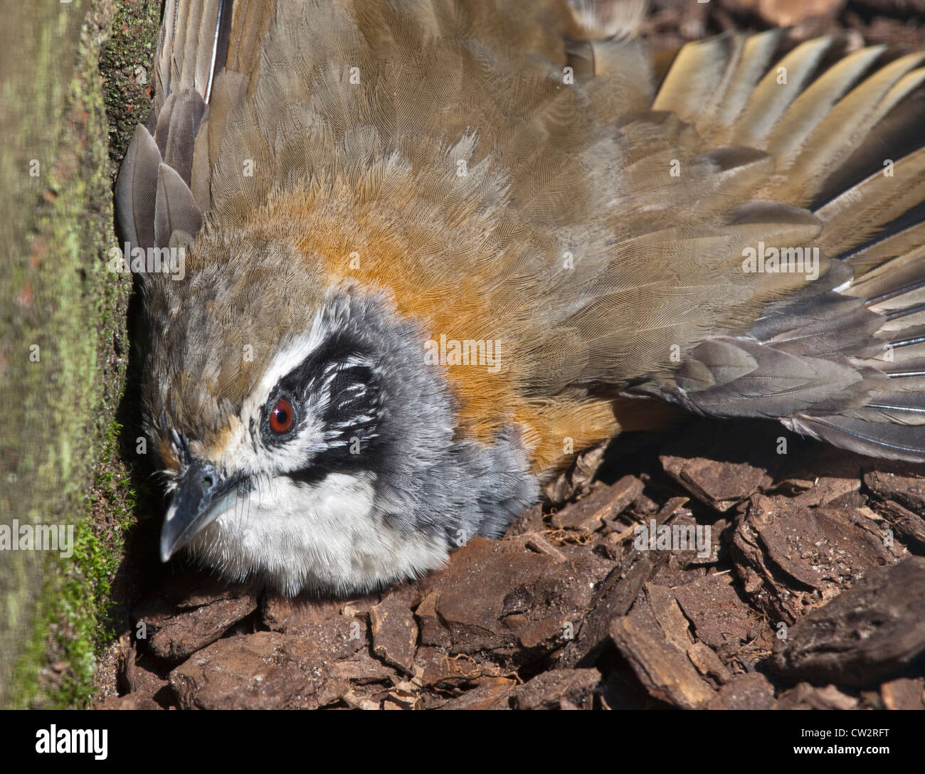 Greater Necklaced Laughingthrush (garrulax pectoralis) sunbathing Stock ...