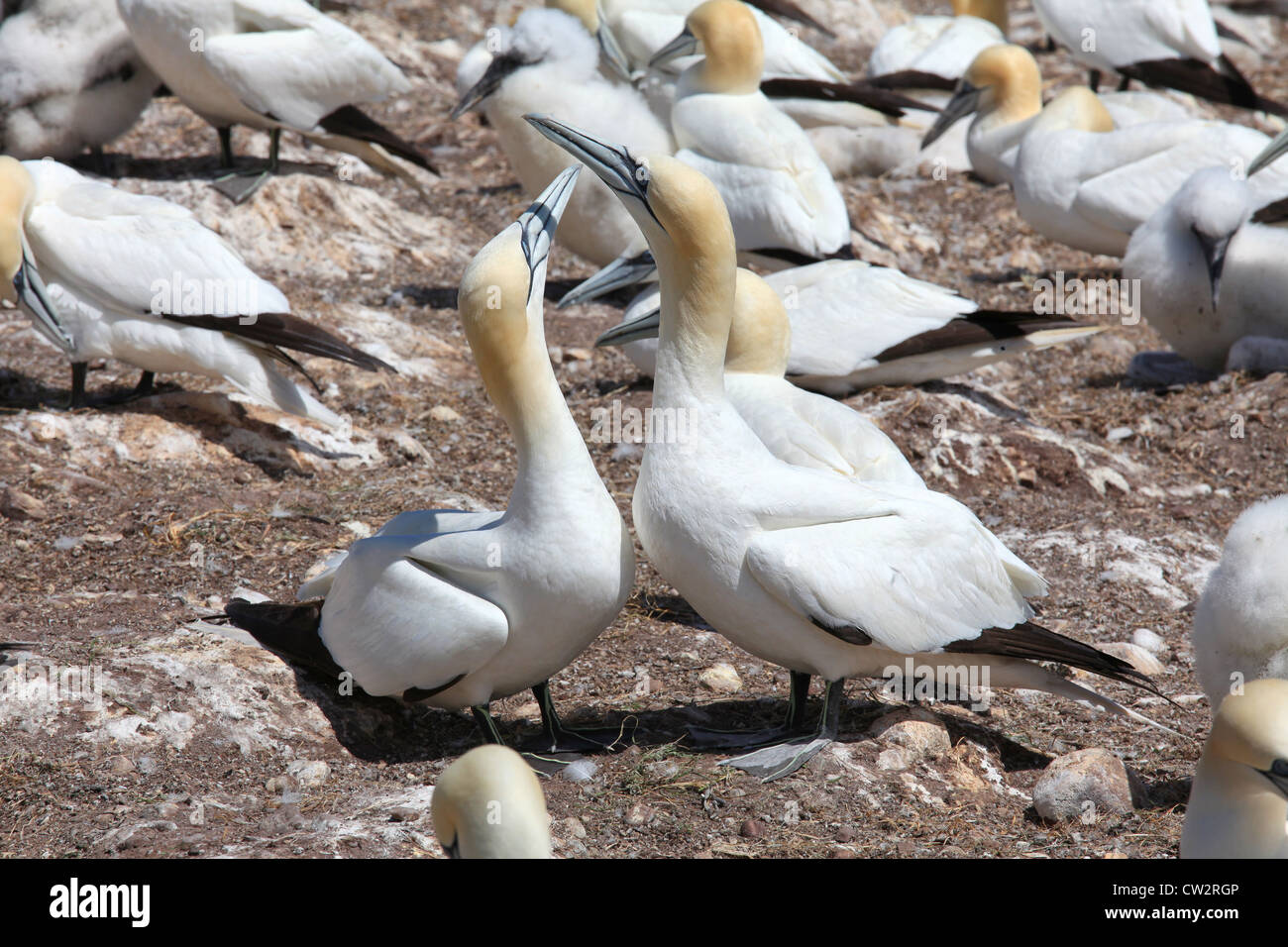 Northern Gannet (Morus bassanus) breeding colony is a protected ...