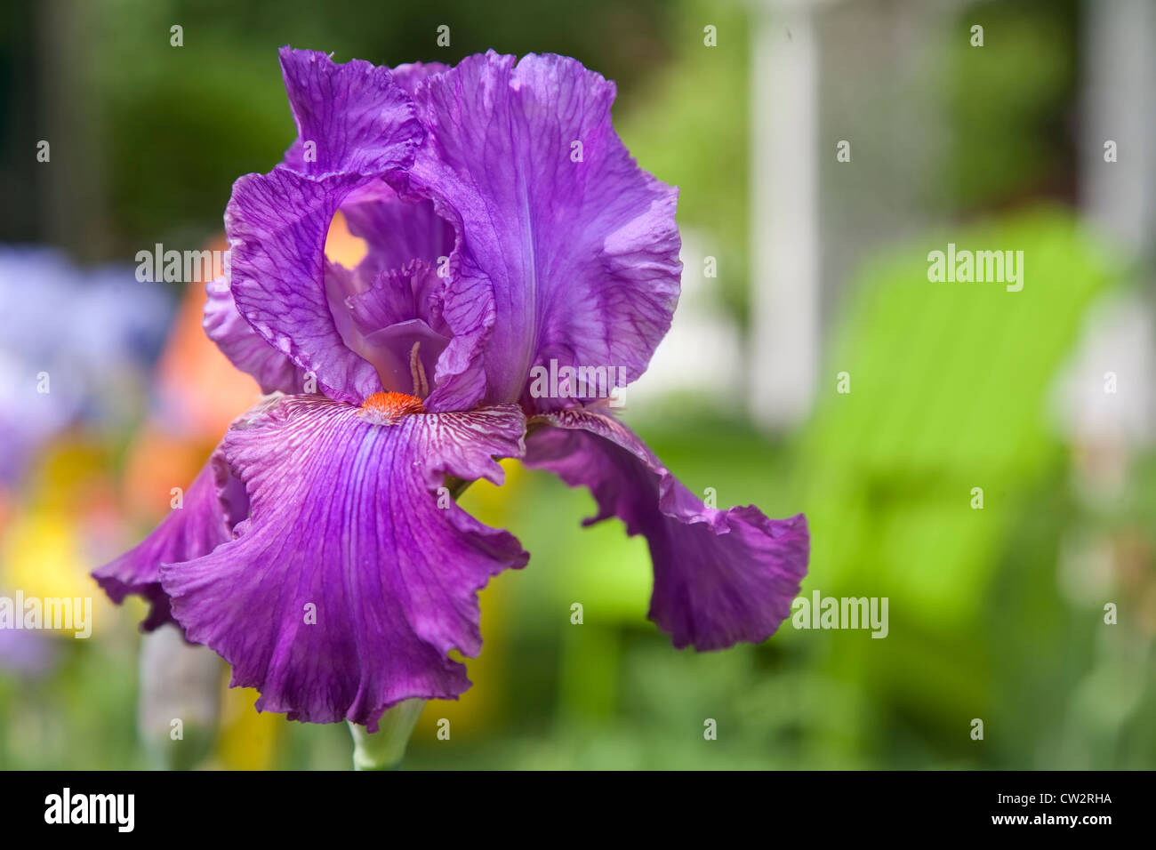 A brilliant purple German Iris (iris germanica) or also known as the ...