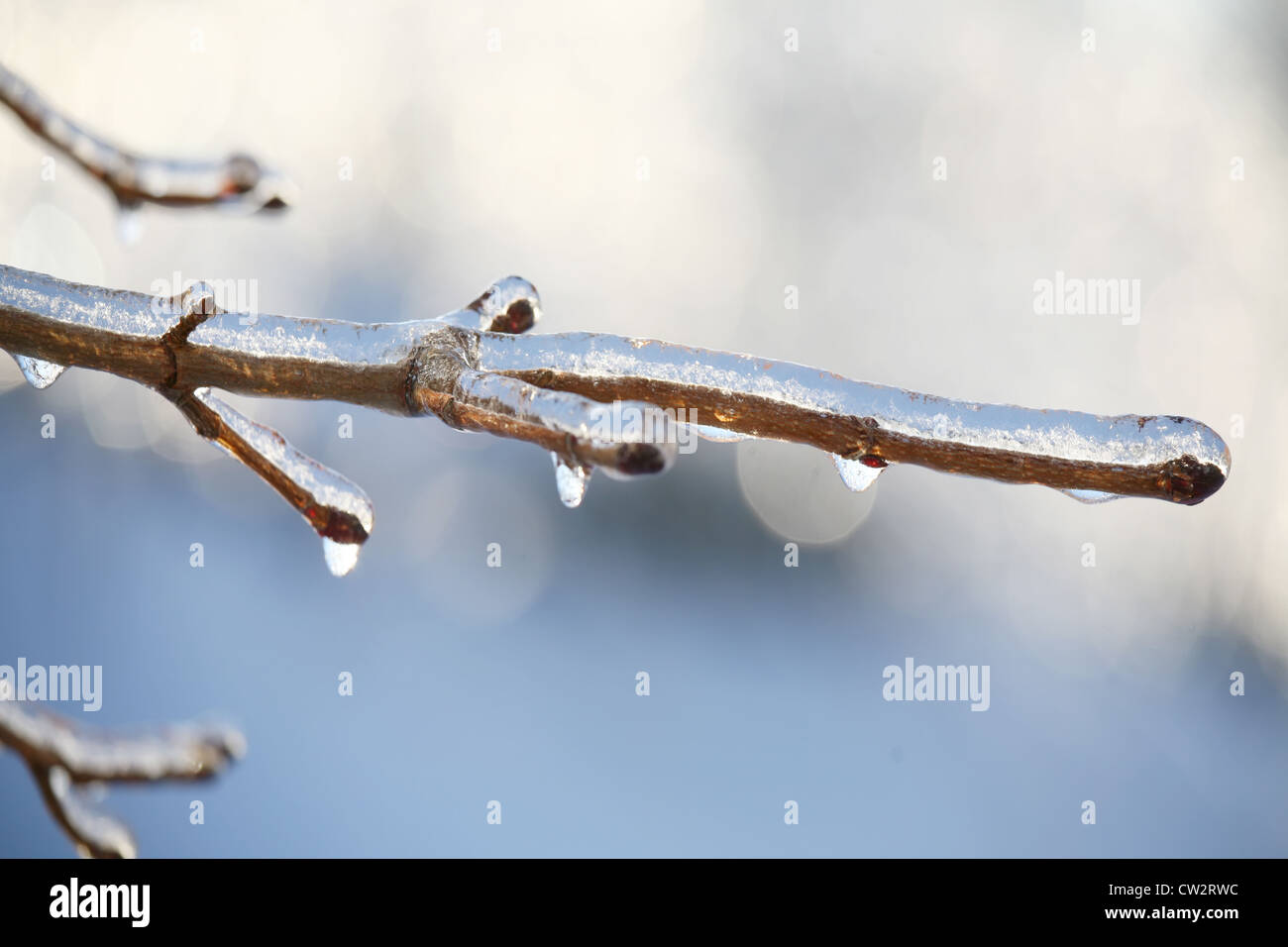 Close up of a branch covered in ice and icicles starting to drip. Bokeh ...