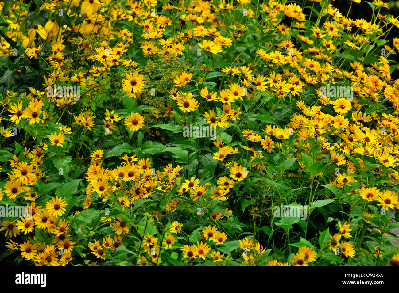 Ornamental heliopsis hi-res stock photography and images - Alamy