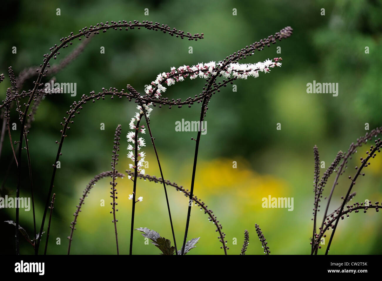 Bugbane hi-res stock photography and images - Alamy