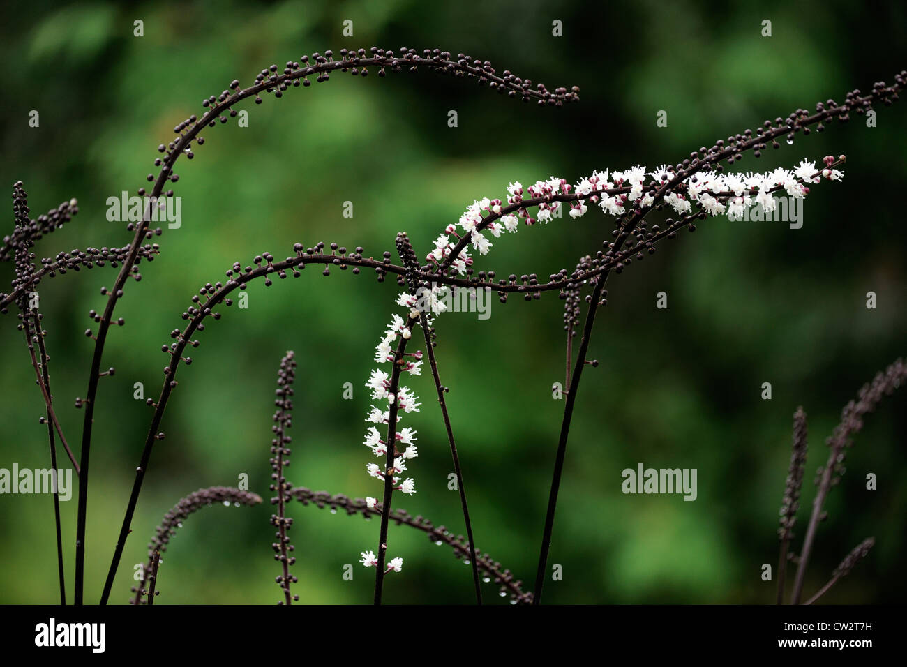 Bugbane hi-res stock photography and images - Alamy