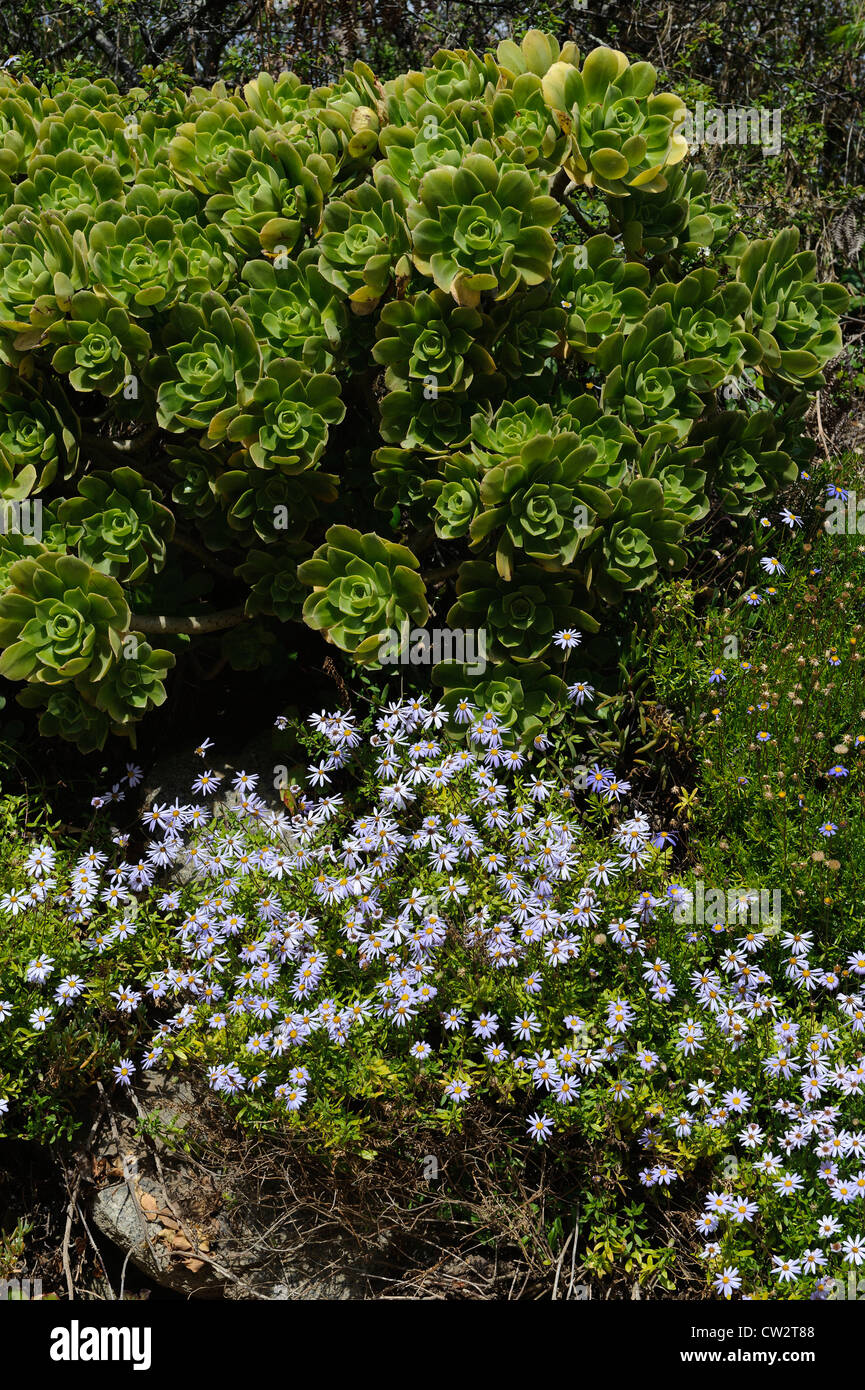 Flowers, Isle of Herm Channel Islands Stock Photo - Alamy