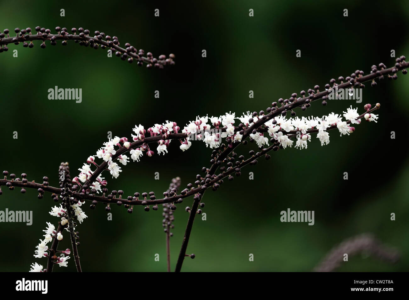 Bugbane hi-res stock photography and images - Alamy