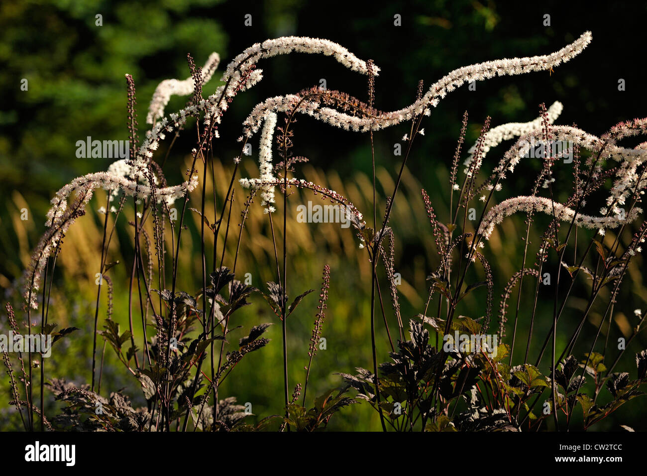 Bugbane hi-res stock photography and images - Alamy
