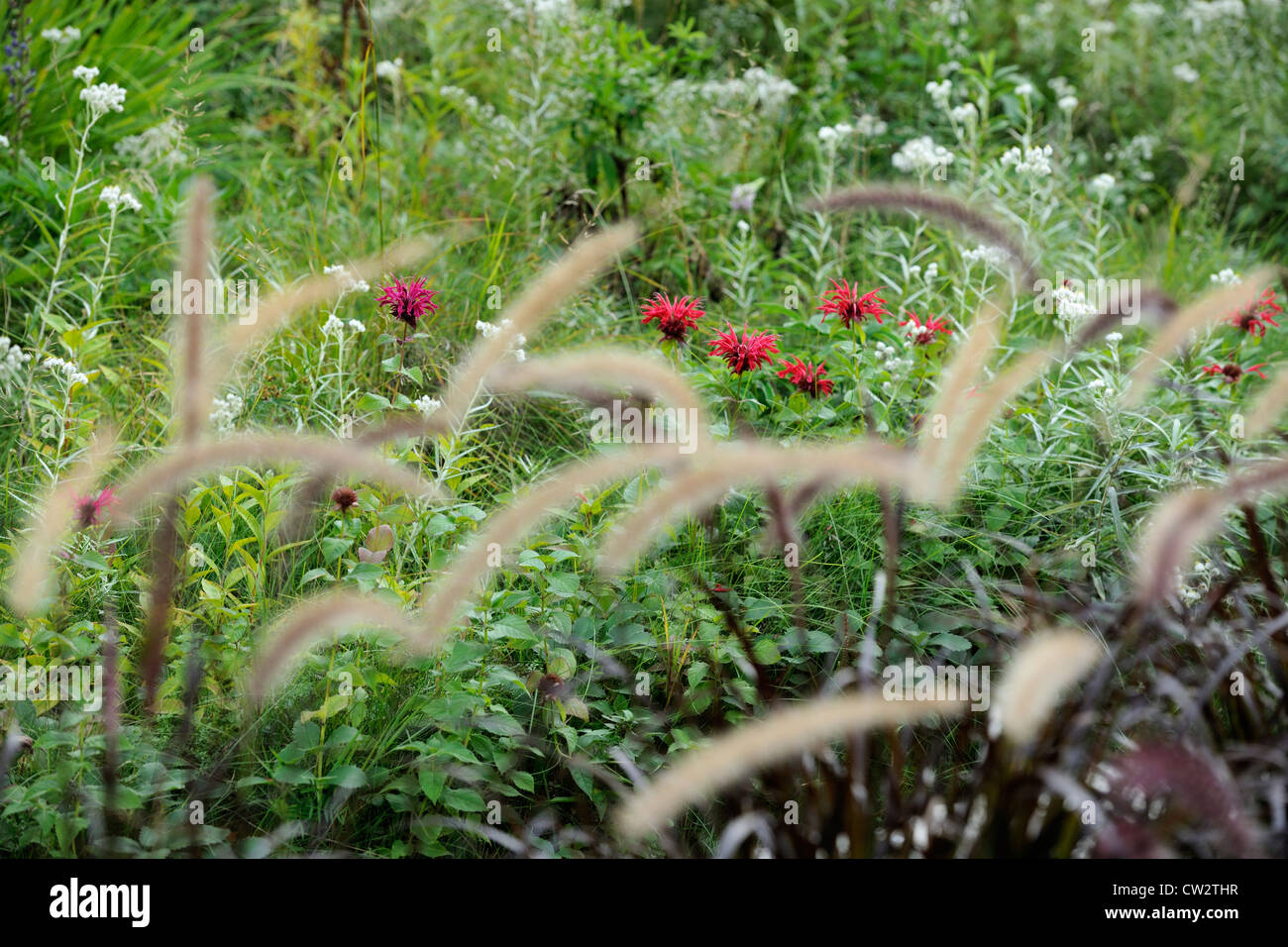 Purple Fountain Grass (Pennisetum setaceum) ‘Rubrum’, Greater Sudbury ...