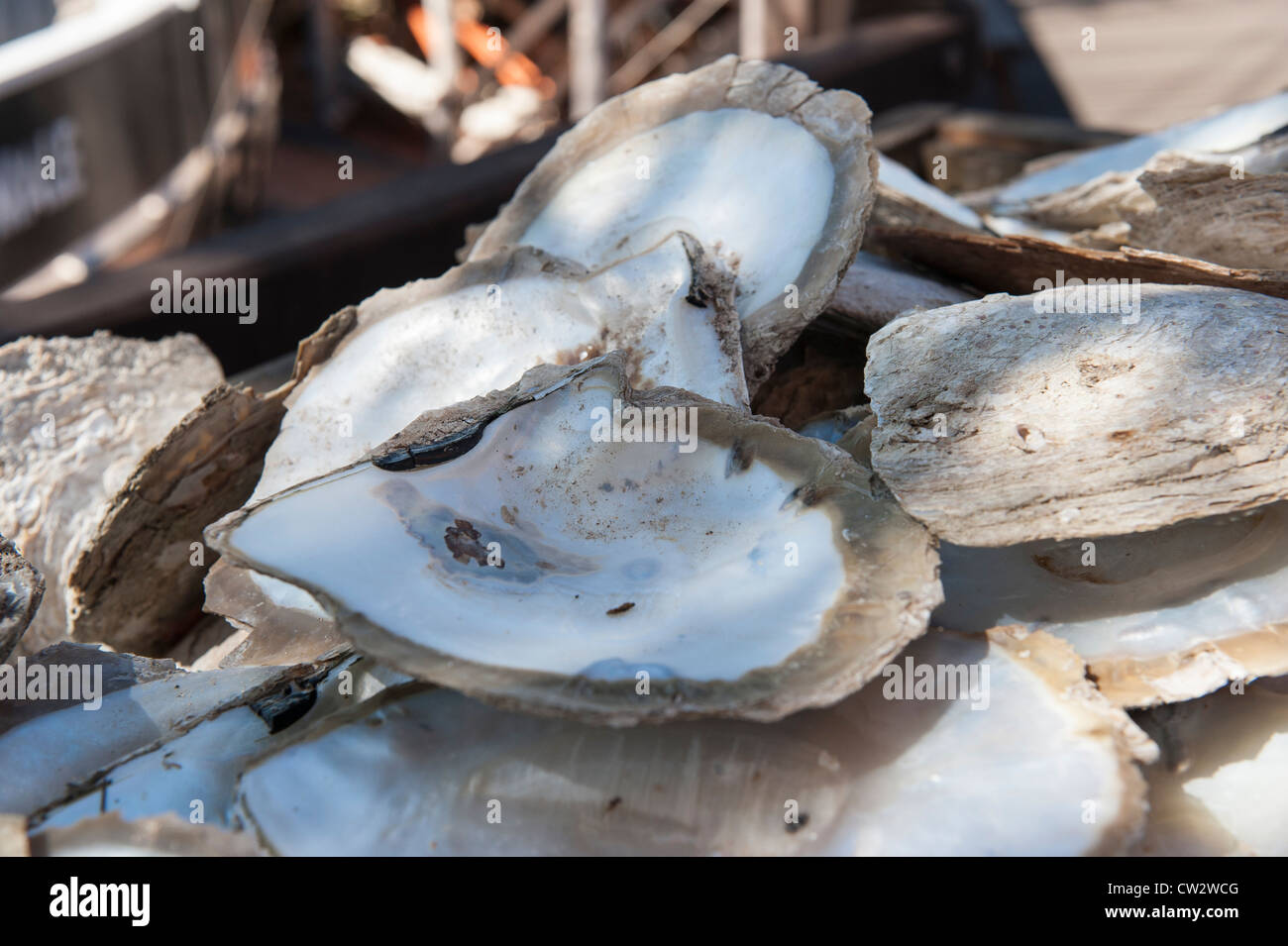 A Box Full of Oyster Shell's, Broome, Western Australia Stock Photo - Alamy
