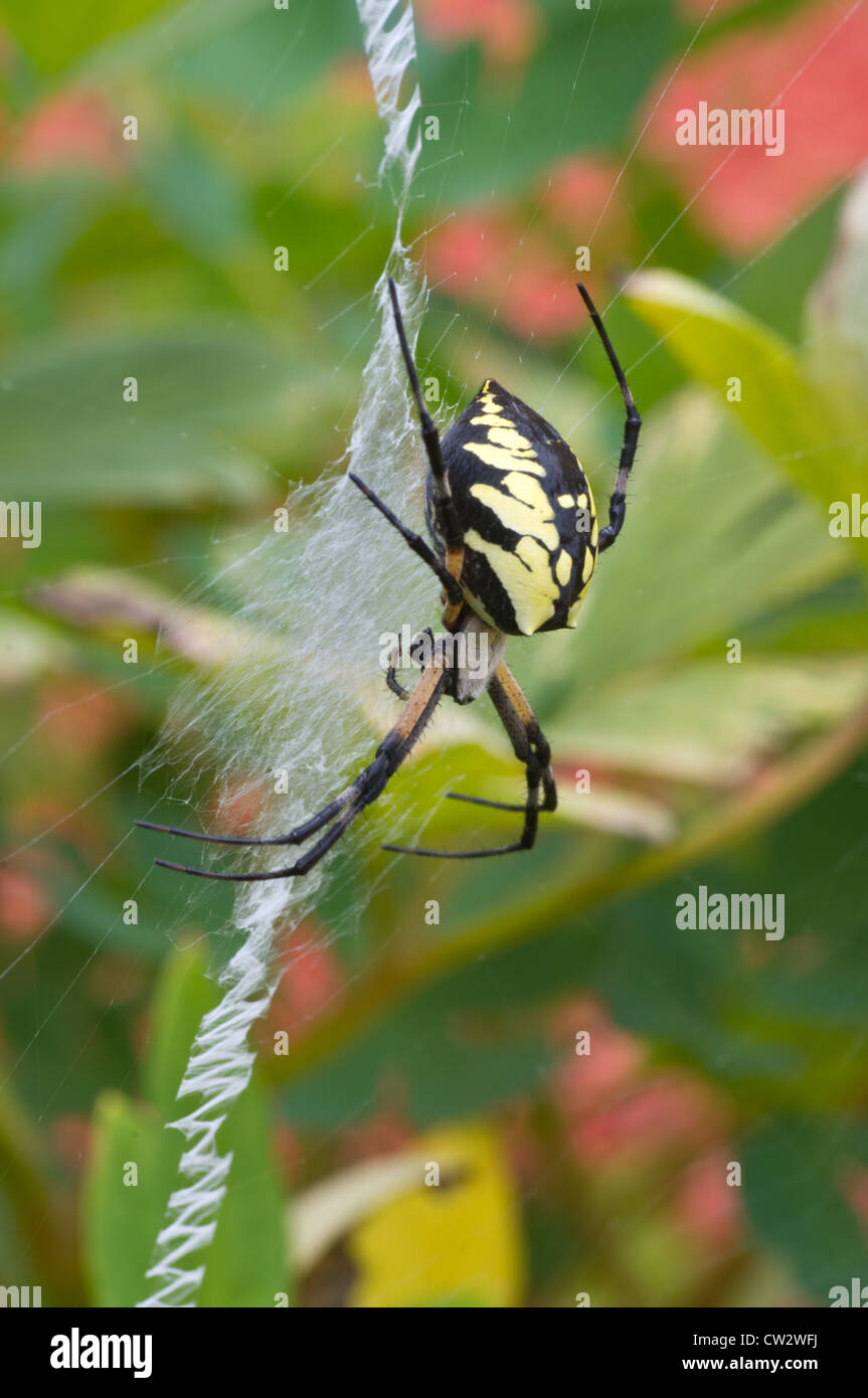 garden Spider on web with multi colored background Stock Photo - Alamy