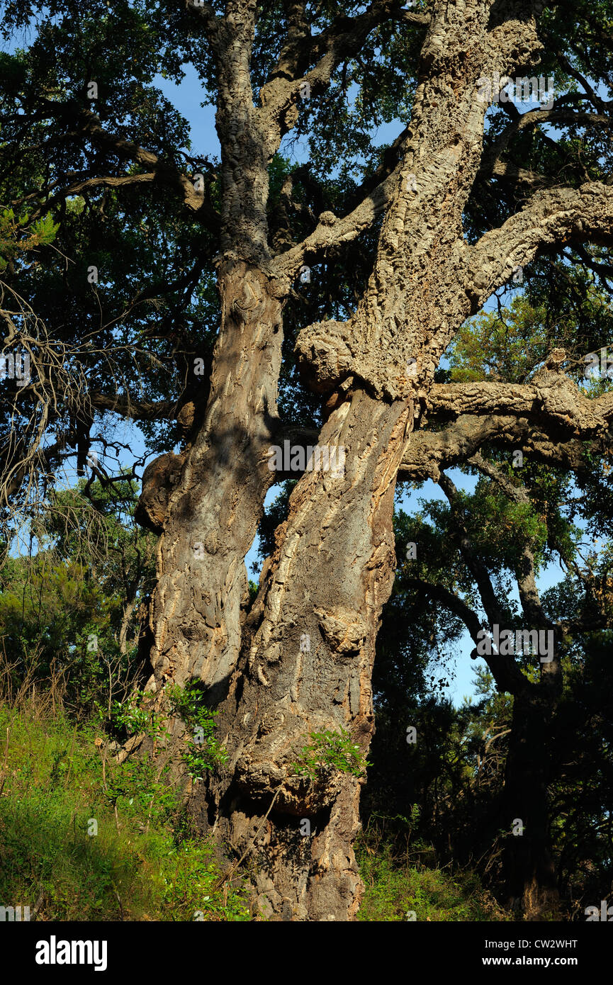 Cork Oak at Corniche de la Castagniccia, Corsica, France tree Stock ...