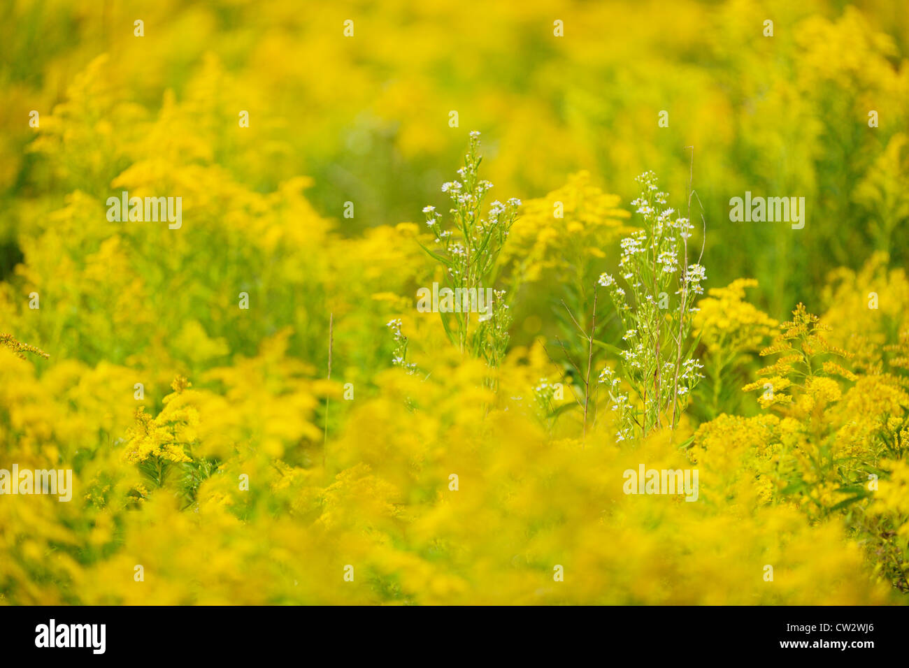 Goldenrod (Solidago spp.), Greater Sudbury, Ontario, Canada Stock Photo ...