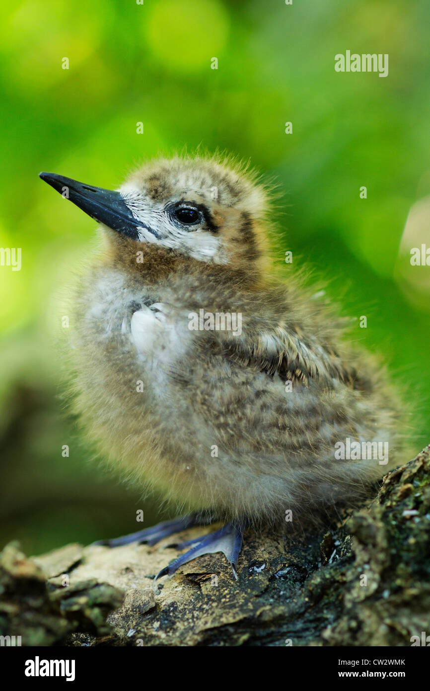 White fairy tern hi-res stock photography and images - Alamy