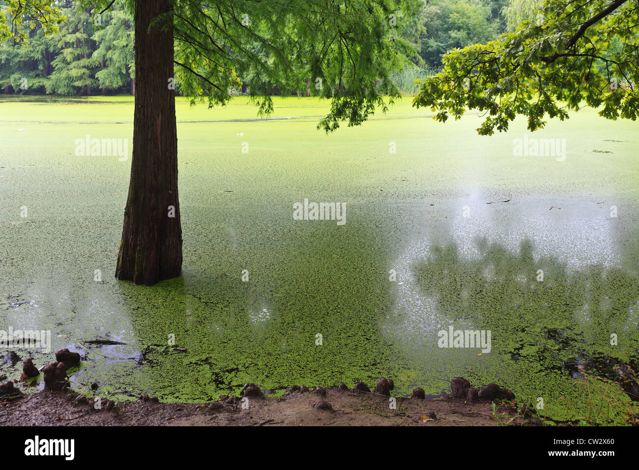 Tree and nature water hi-res stock photography and images - Alamy