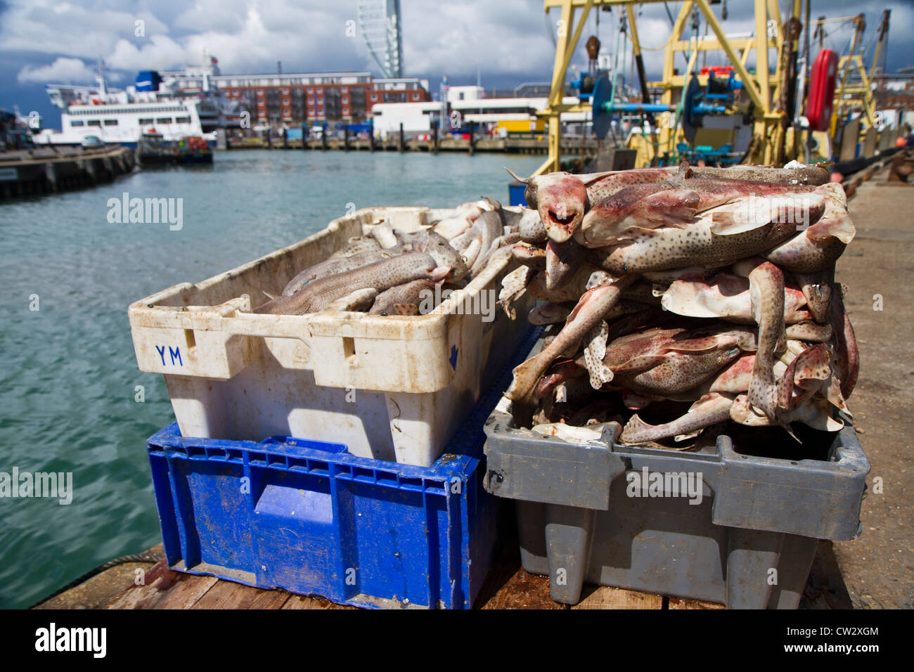 Dog Fish catch Stock Photo - Alamy