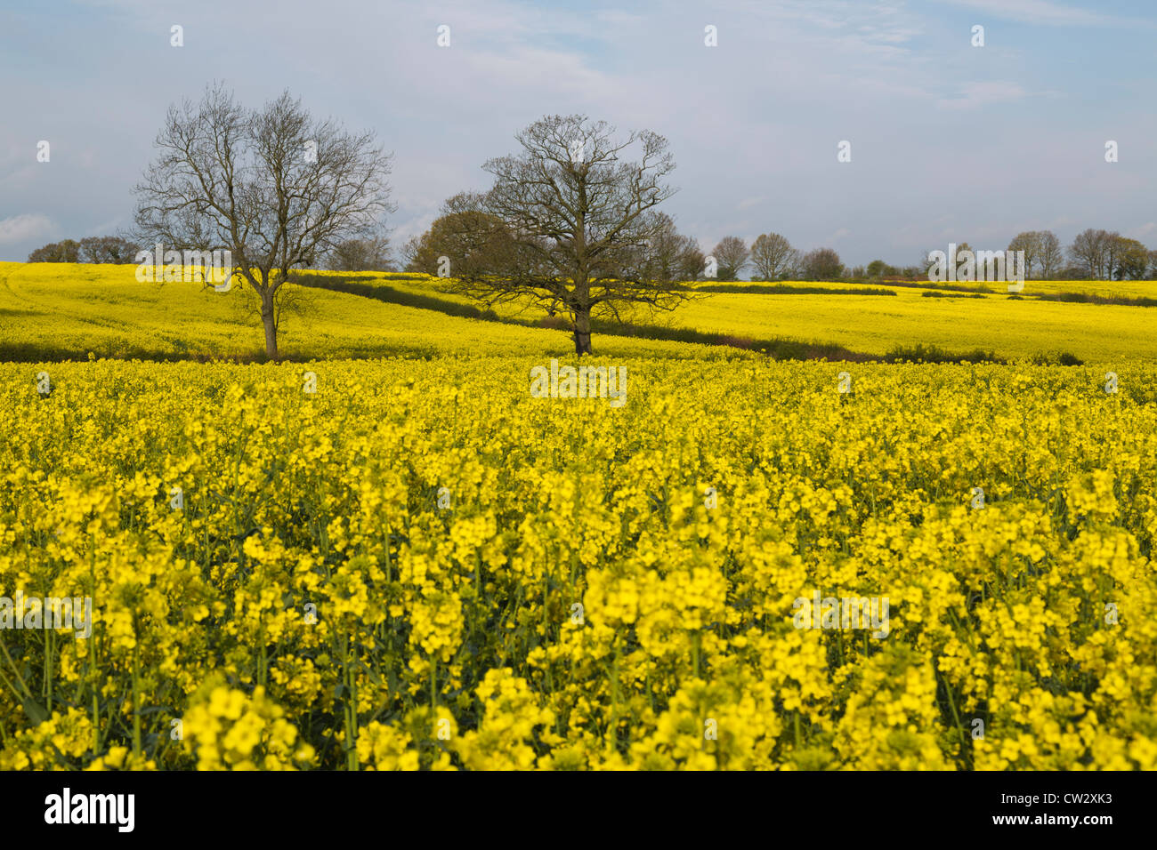 Bright yellow field of rape seed crops in Derbyshire England UK Stock ...