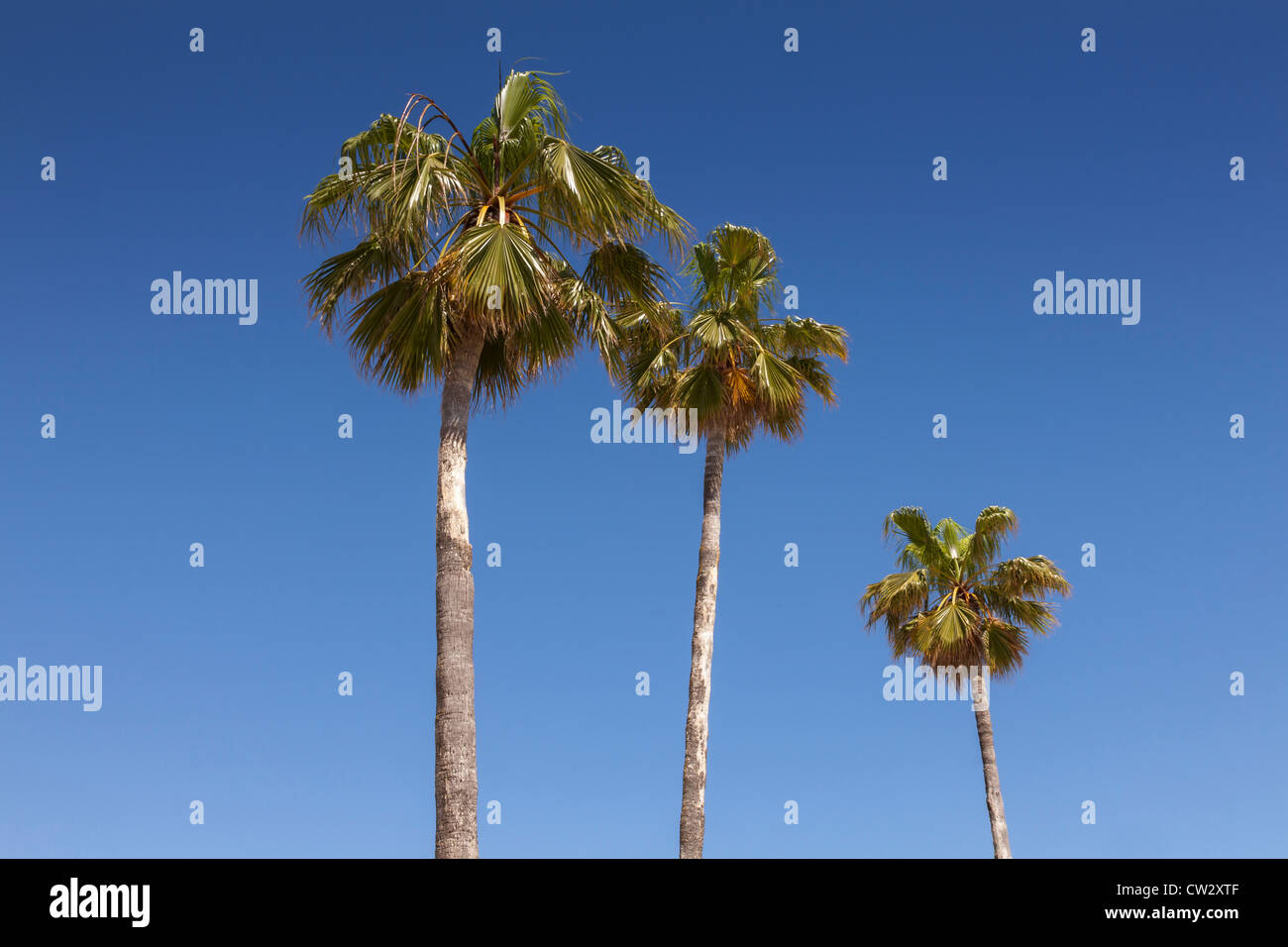 Three Palm Trees, Puerto de Santa Maria, Andalusia, Spain, Europe Stock ...