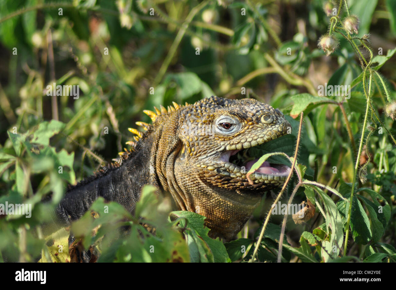 Land Iguana Galapagos Islands Stock Photo - Alamy