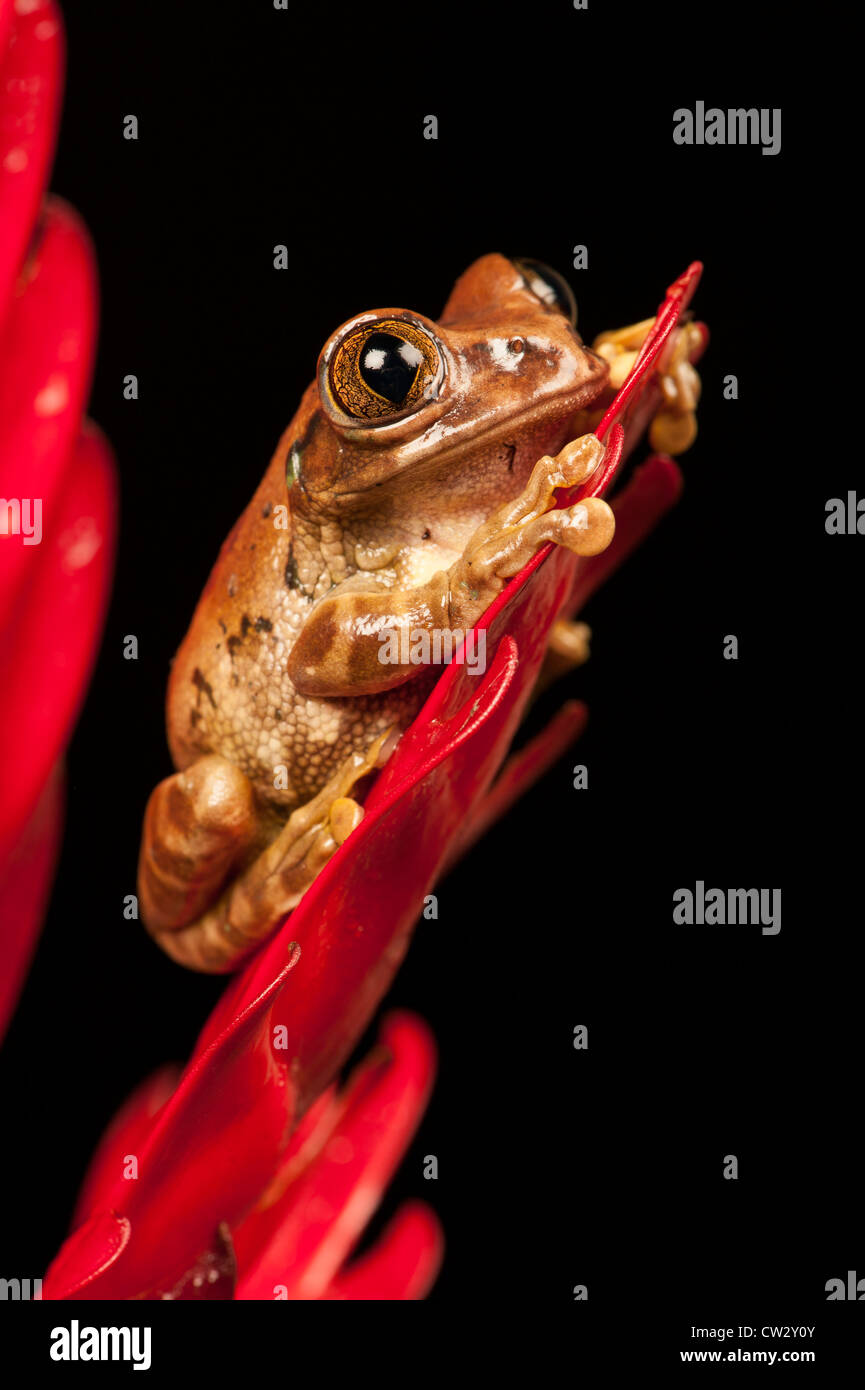 Peacock Tree Frog Stock Photo - Alamy