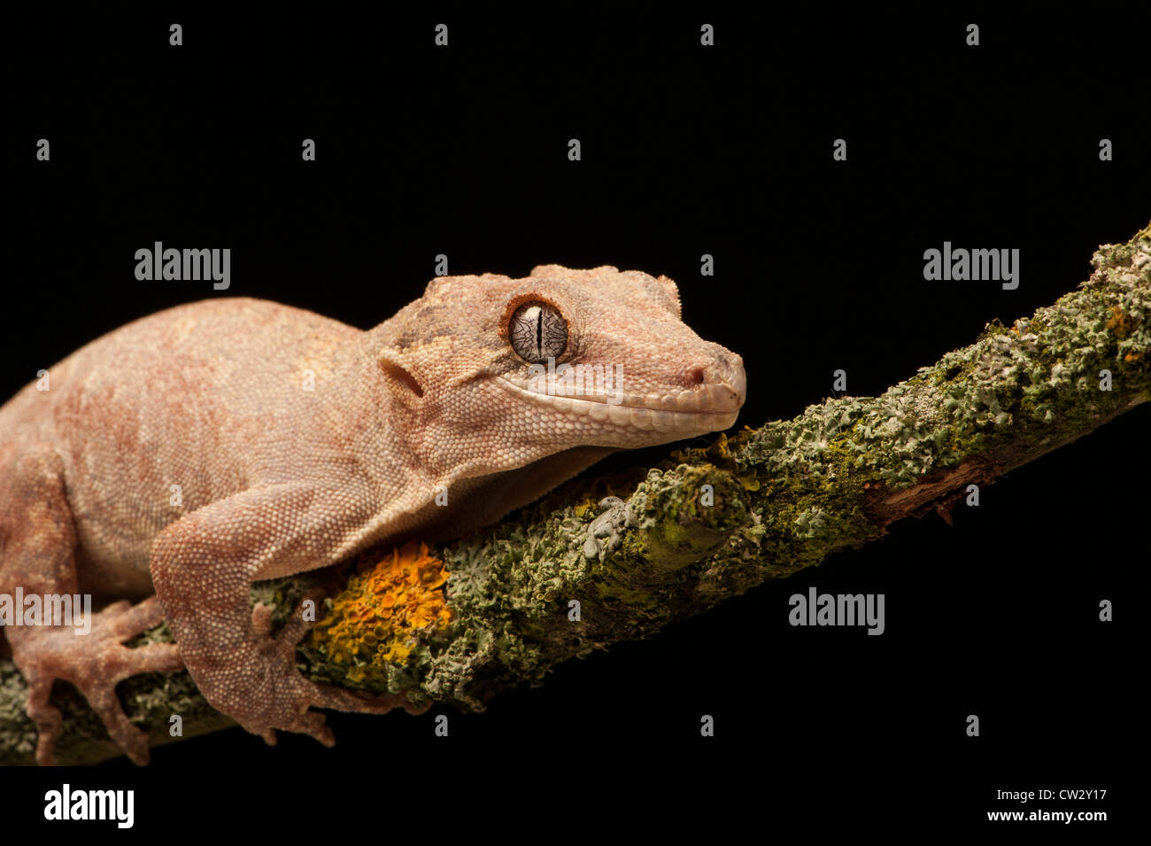 Gargoyle gecko hi-res stock photography and images - Alamy