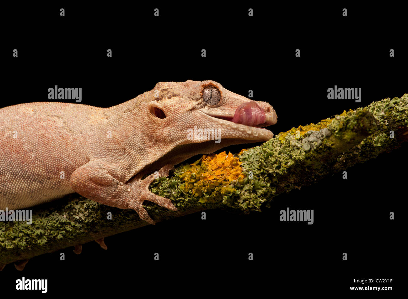 Smiling gargoyle hi-res stock photography and images - Alamy