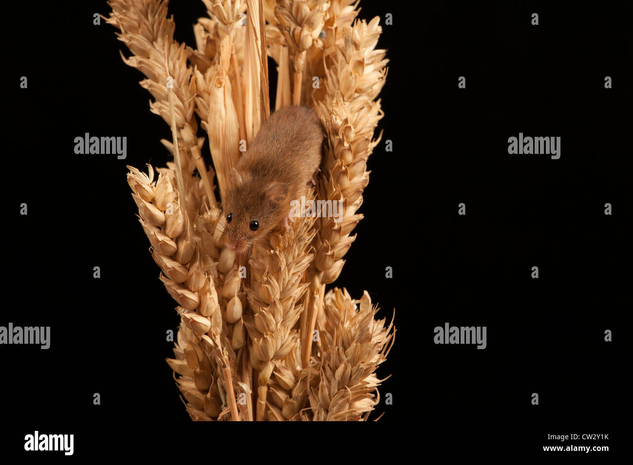 Sweet corn harvest uk hi-res stock photography and images - Alamy