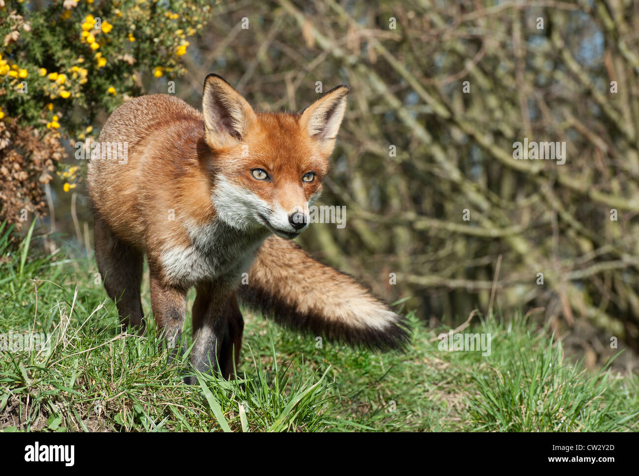 Red fox family uk hi-res stock photography and images - Alamy