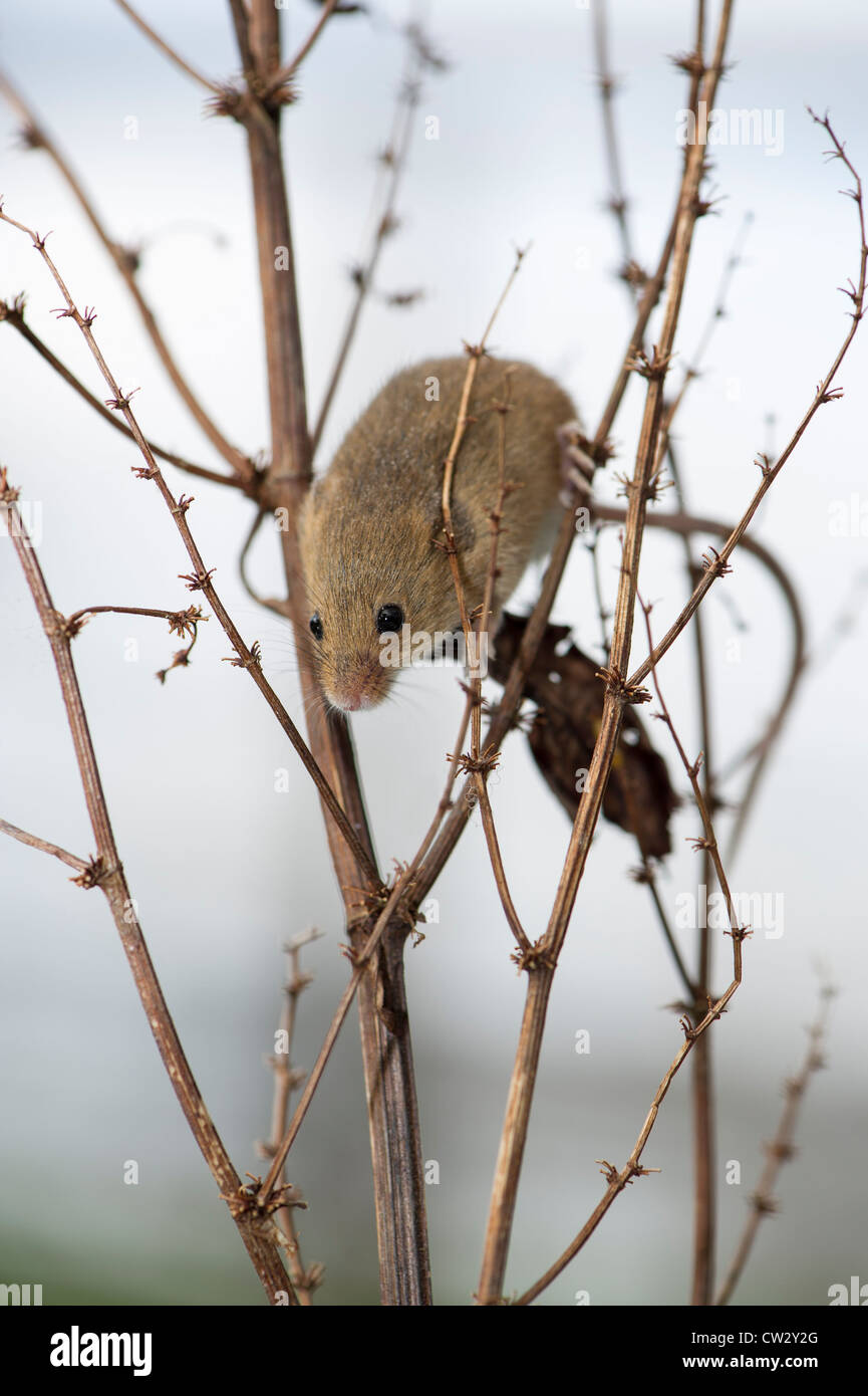 Harvest Mouse British Wildlife Stock Photo - Alamy