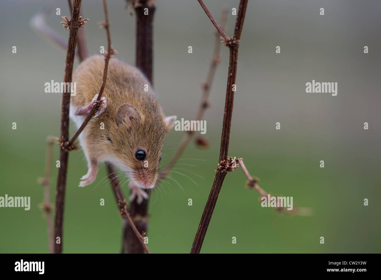 Harvest Mouse British Wildlife Stock Photo - Alamy