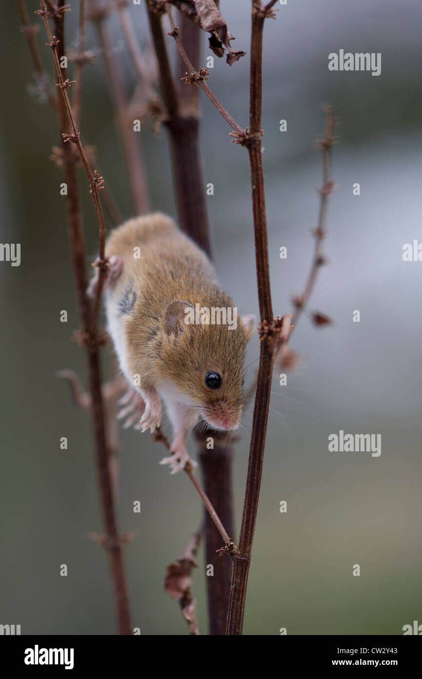 Harvest Mouse British Wildlife Stock Photo - Alamy