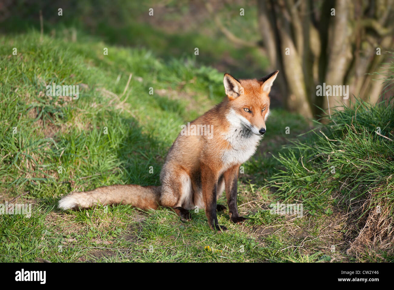 Red Fox British Wildlife Stock Photo - Alamy