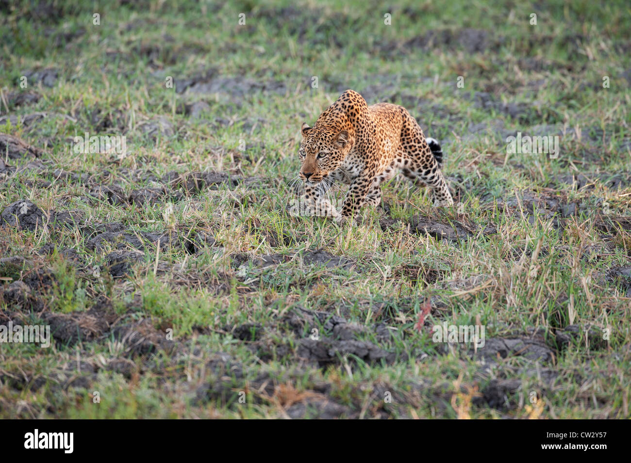 Leopard hunting africa hi-res stock photography and images - Alamy