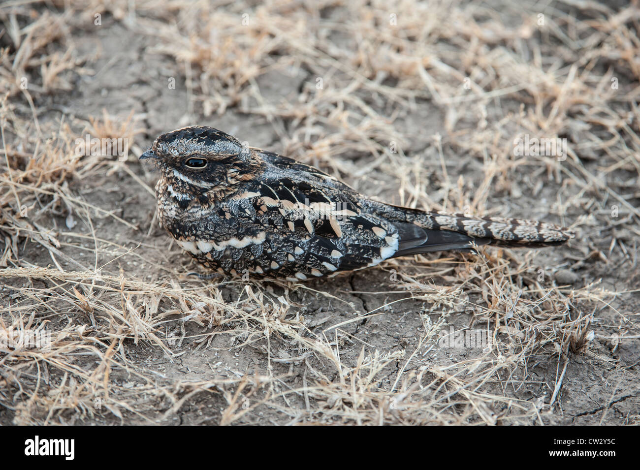 Nightjar feathers hi-res stock photography and images - Alamy