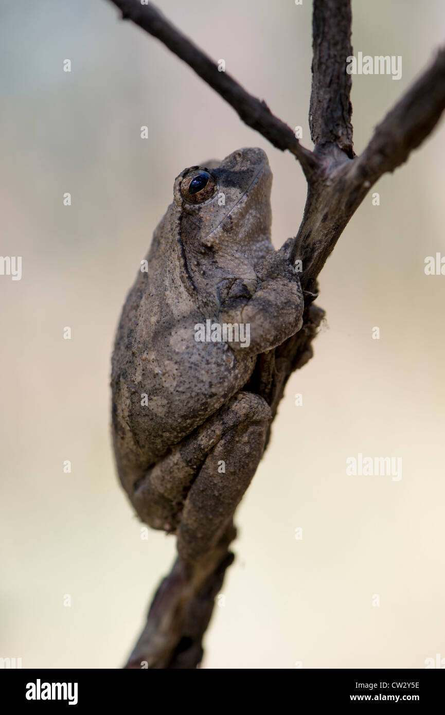African tree frog hi-res stock photography and images - Alamy