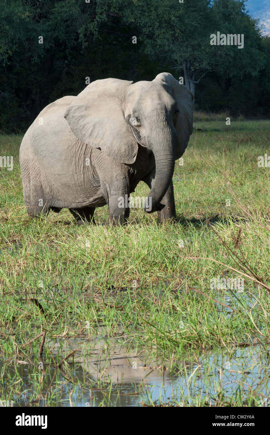 Elephants testing hi-res stock photography and images - Alamy