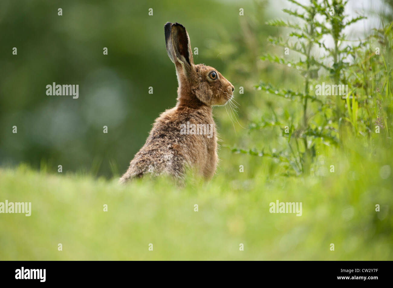 Brown Hare British Wildlife Stock Photo - Alamy