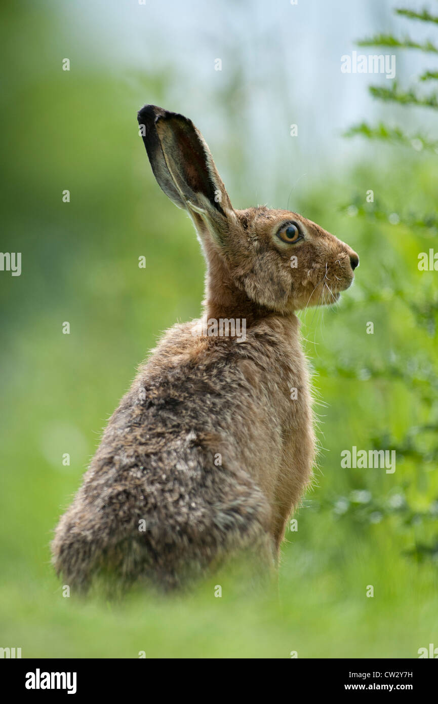 Brown Hare British Wildlife Stock Photo - Alamy