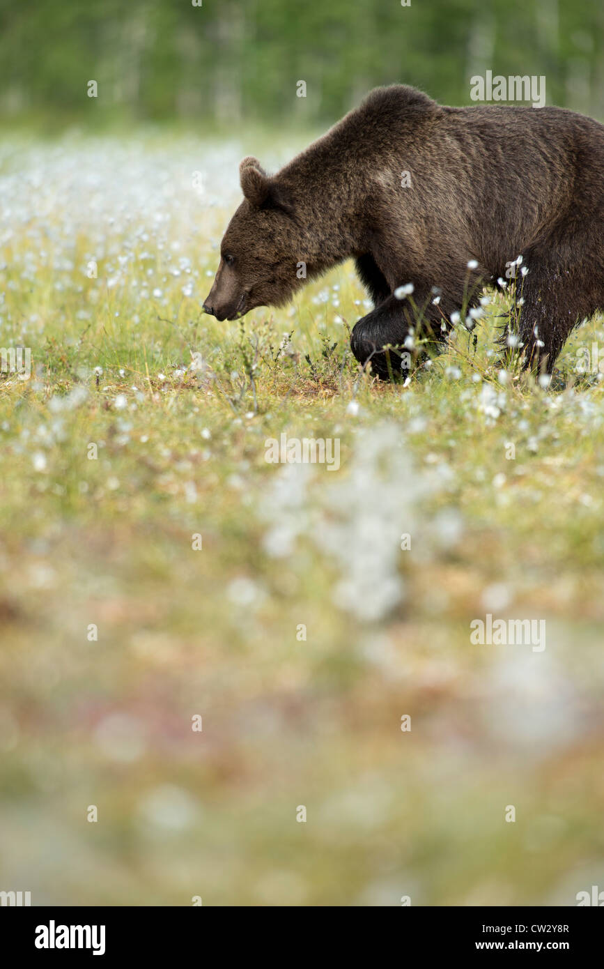 Brown bear family and cubs Finland Stock Photo - Alamy