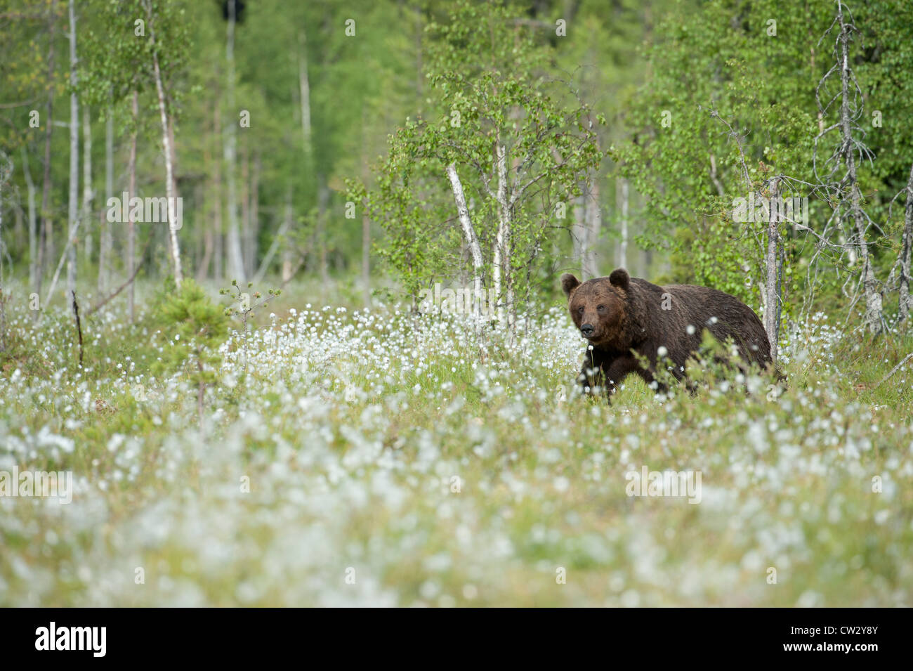 Brown bear family and cubs Finland Stock Photo - Alamy