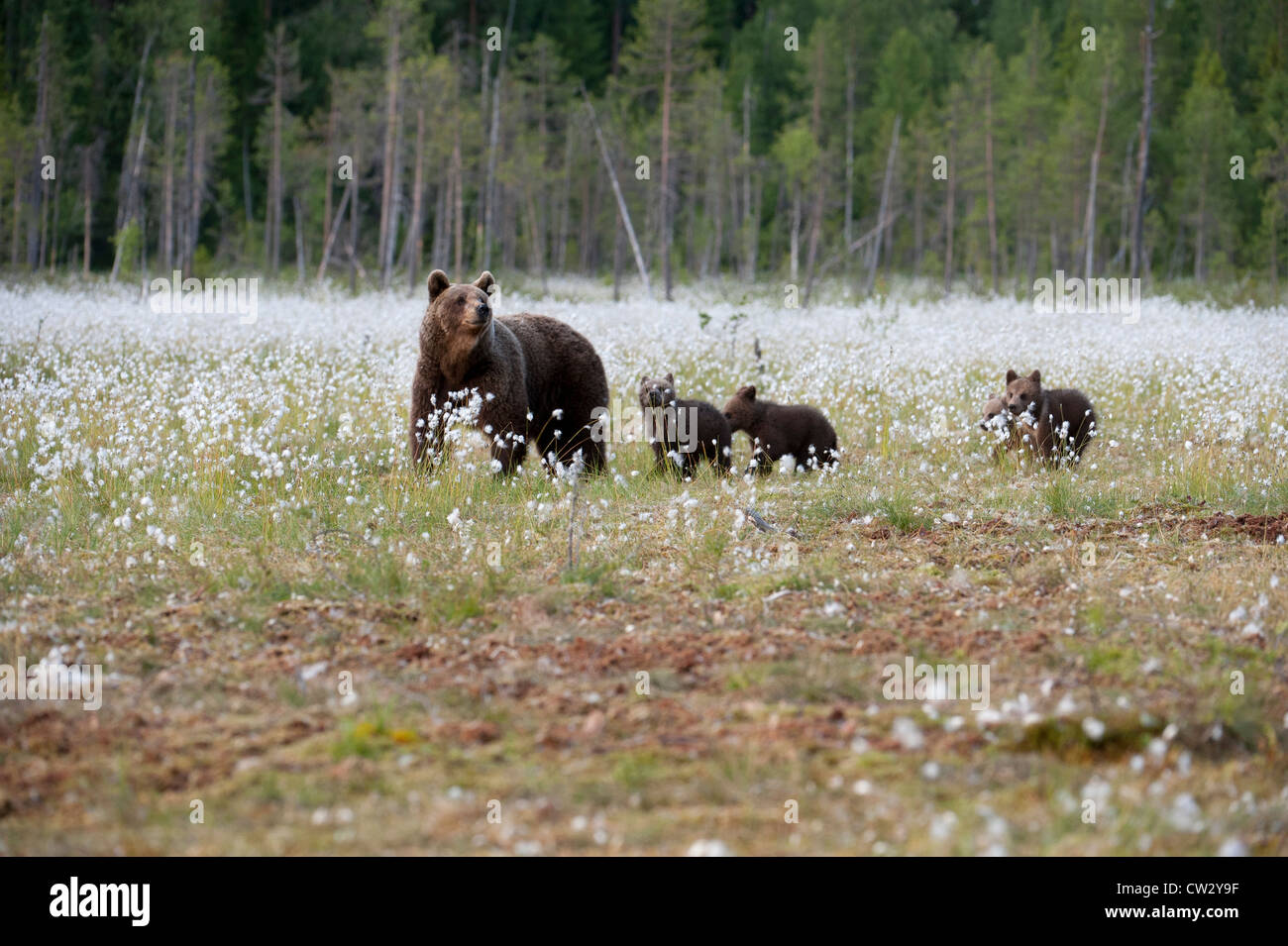 Brown bear family and cubs Finland Stock Photo - Alamy