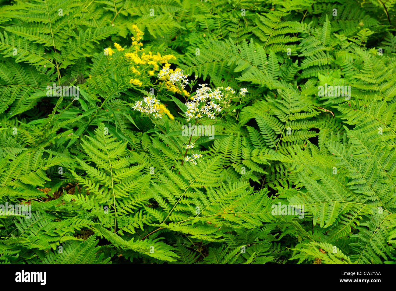 Life cycle of ferns hi-res stock photography and images - Alamy