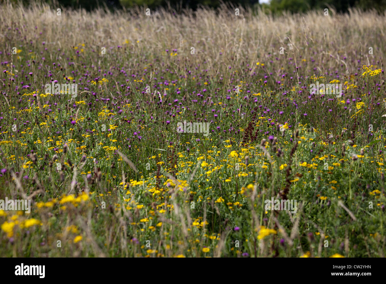 Scrubland hi-res stock photography and images - Alamy