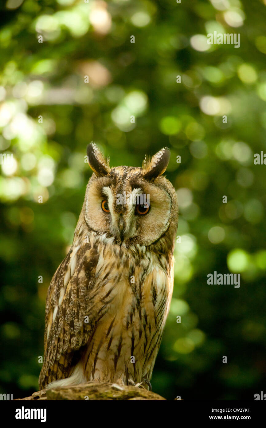 Long Eared Owl Stock Photo - Alamy