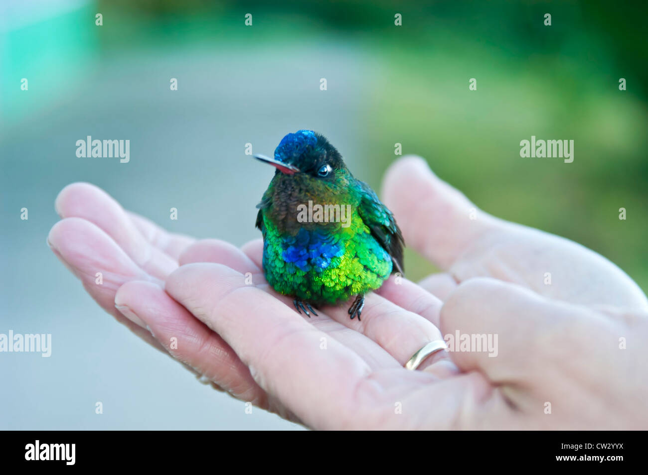 fiery-throated hummingbird adult male sitting on persons hand, after ...