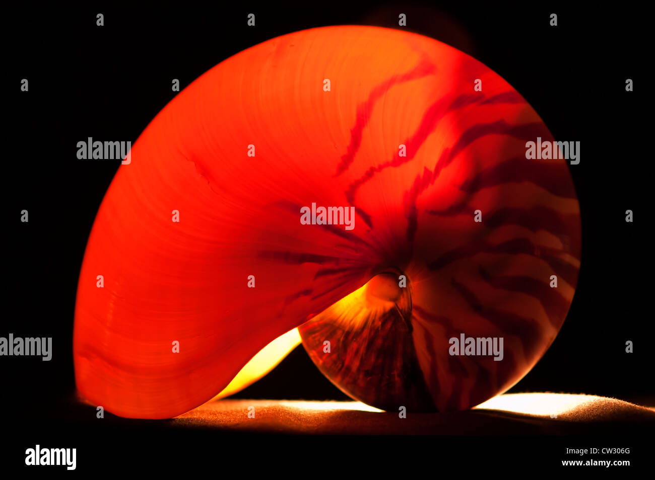 Nautilus shell with back lit illumination showing empty contents Stock ...