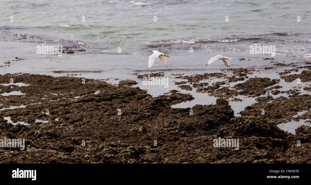 seagulls flying over sussex beach Stock Photo - Alamy