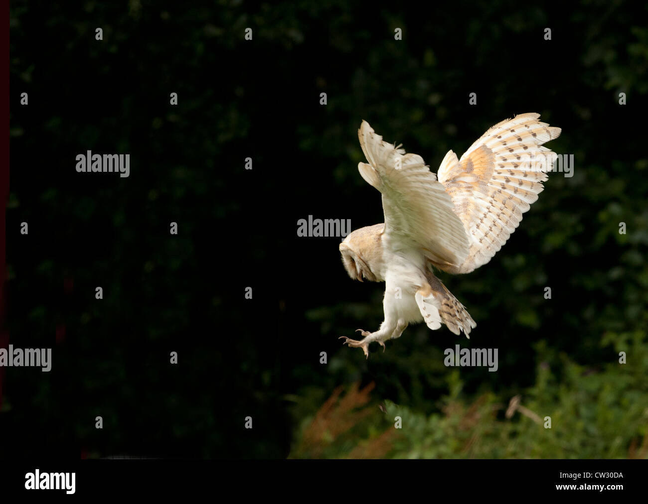 Barn owl hunting Stock Photo - Alamy
