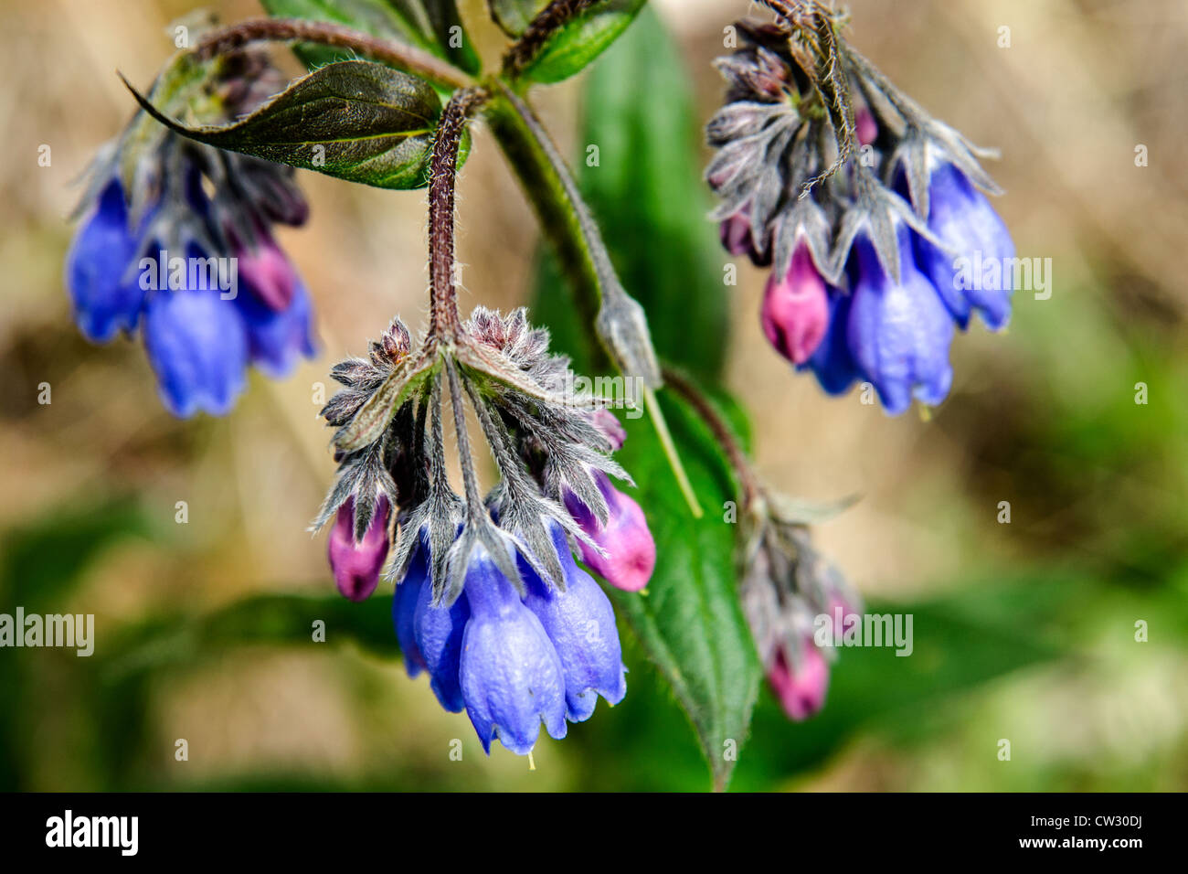 Alaskan flower hi-res stock photography and images - Alamy