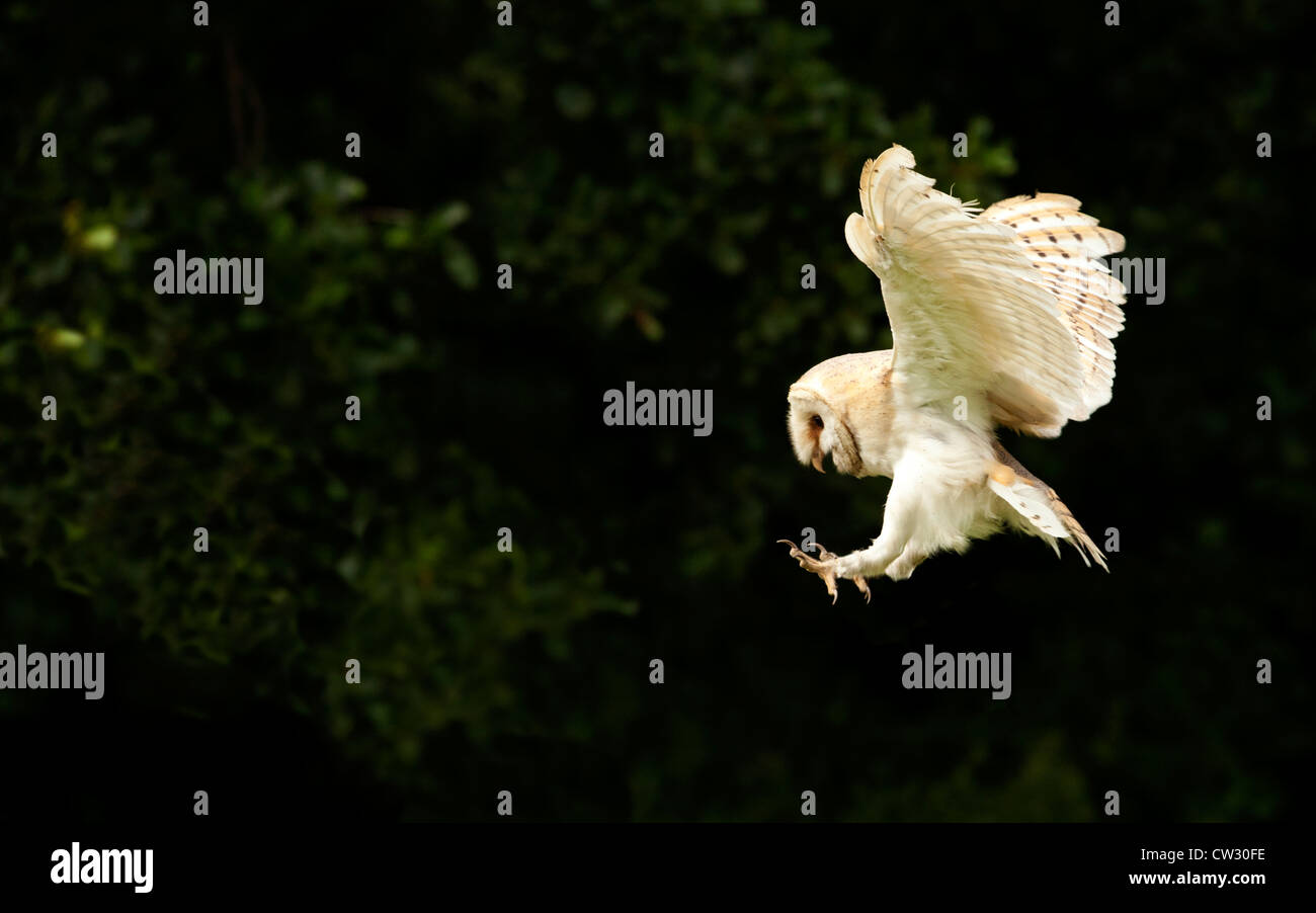 Barn owl hunting Stock Photo - Alamy