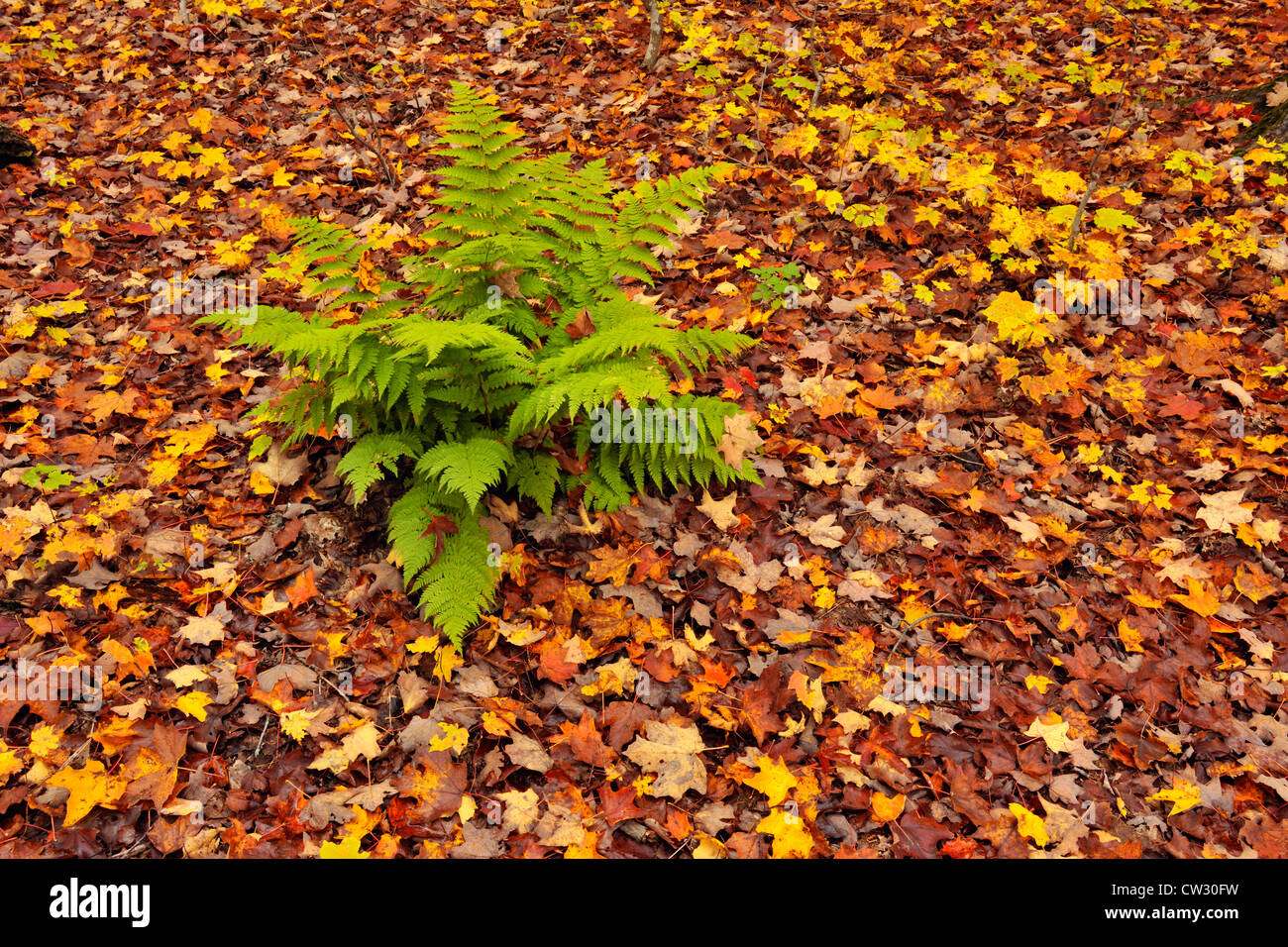 Maple seedlings and woodferns in the understory of a mature hardwood ...